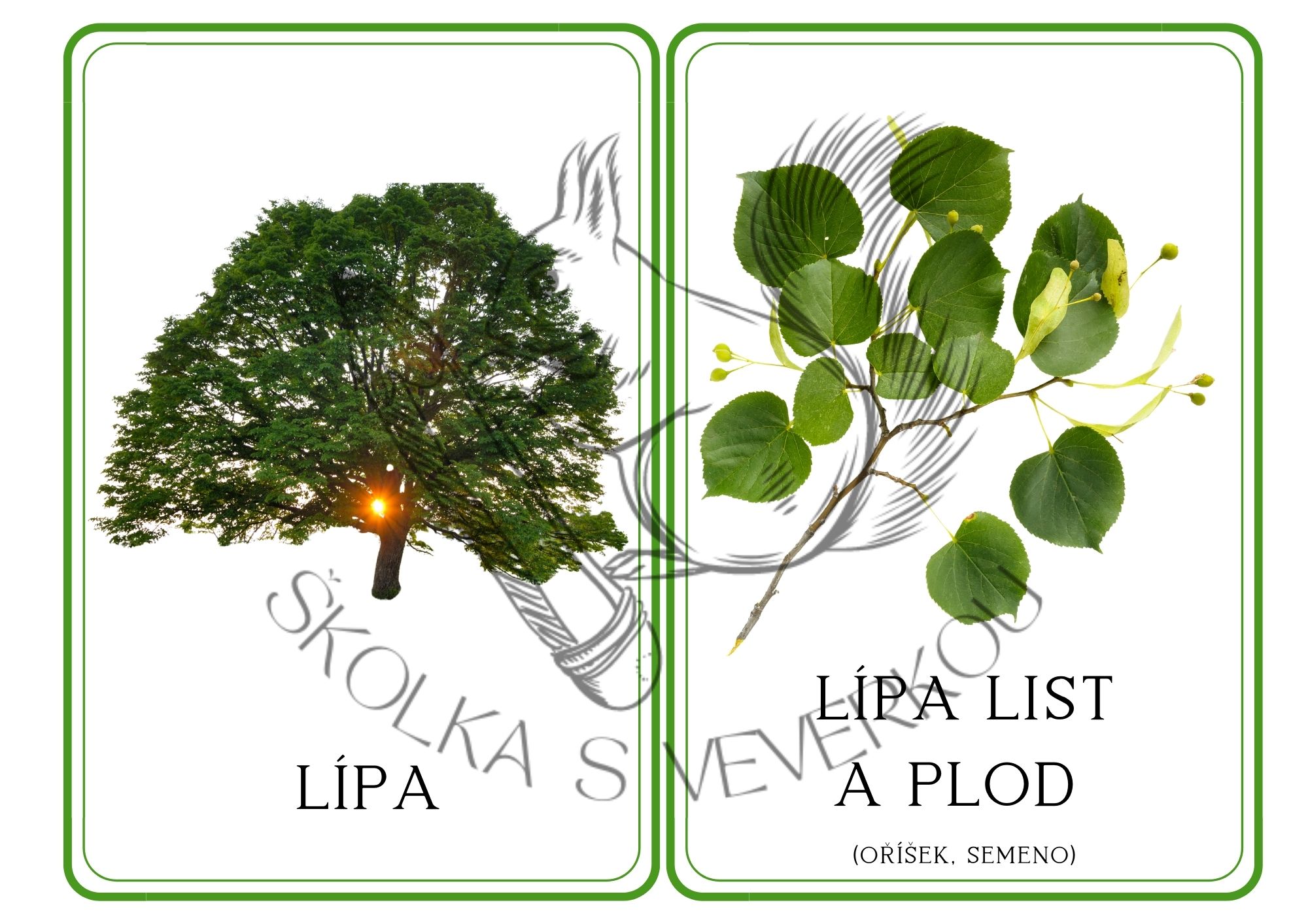 STROMY - demonstrační obrázky - Prvouka | UčiteléUčitelům.cz